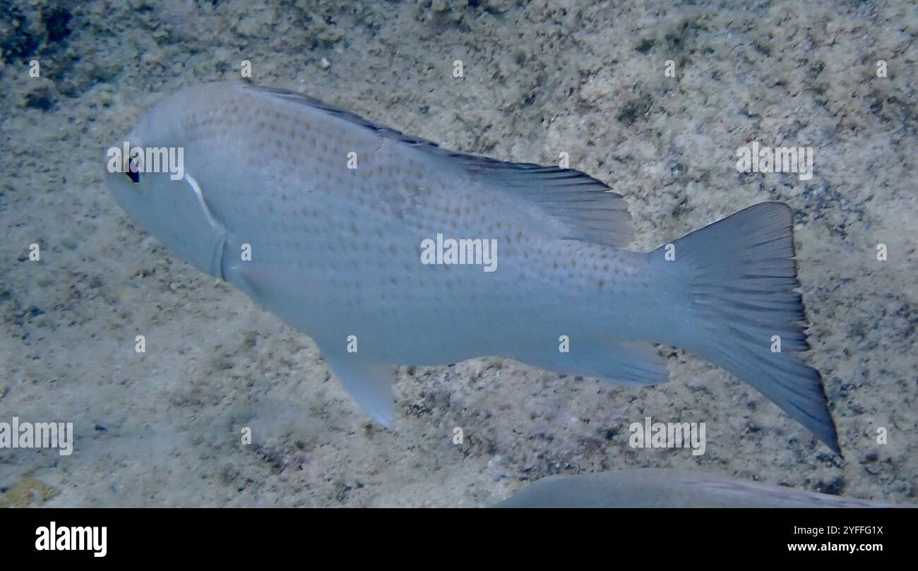 Gray Snapper (Lutjanus griseus Stock Photo - Alamy
