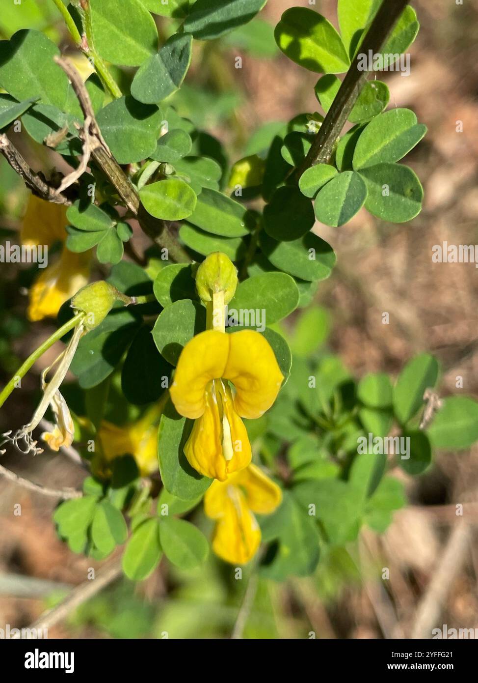 Scorpion Senna (Hippocrepis emerus Stock Photo - Alamy