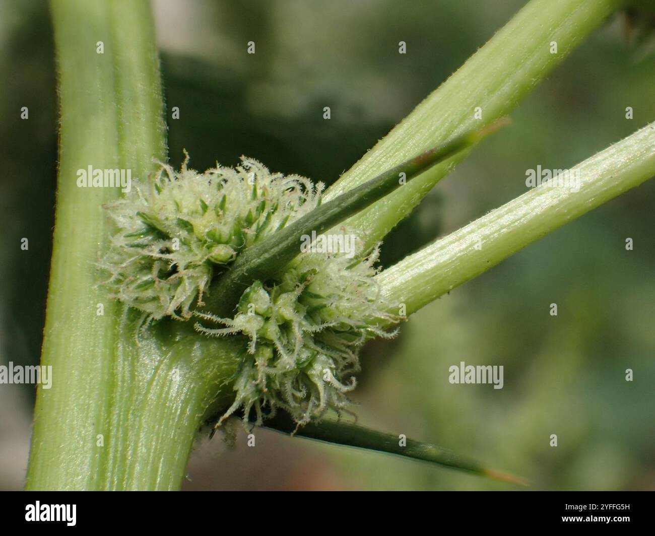 spiny amaranth (Amaranthus spinosus Stock Photo - Alamy