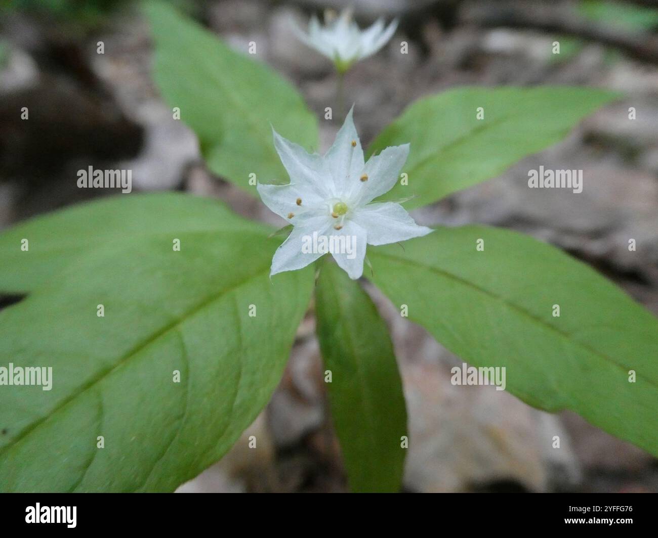 northern starflower (Lysimachia borealis Stock Photo - Alamy