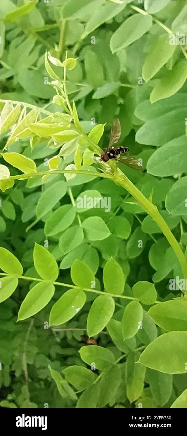 Typical Hover Flies (Syrphinae Stock Photo - Alamy