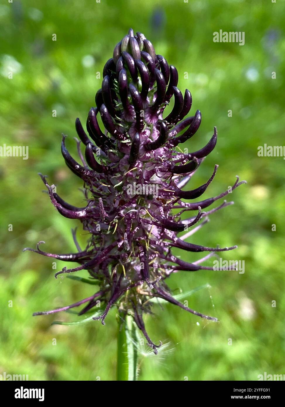 Black rampion phyteuma nigrum hi-res stock photography and images - Alamy
