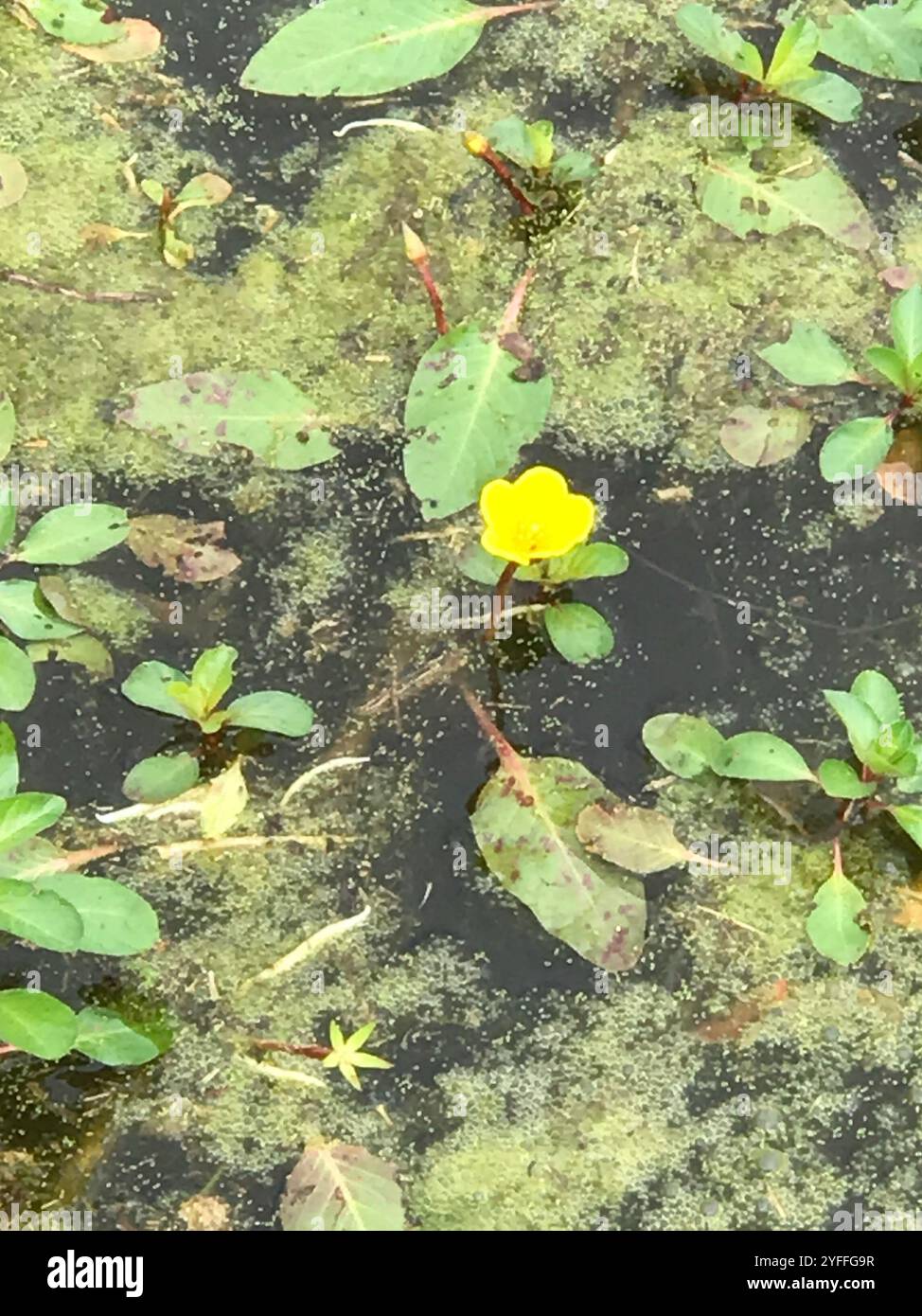 water primrose (Ludwigia hexapetala Stock Photo - Alamy