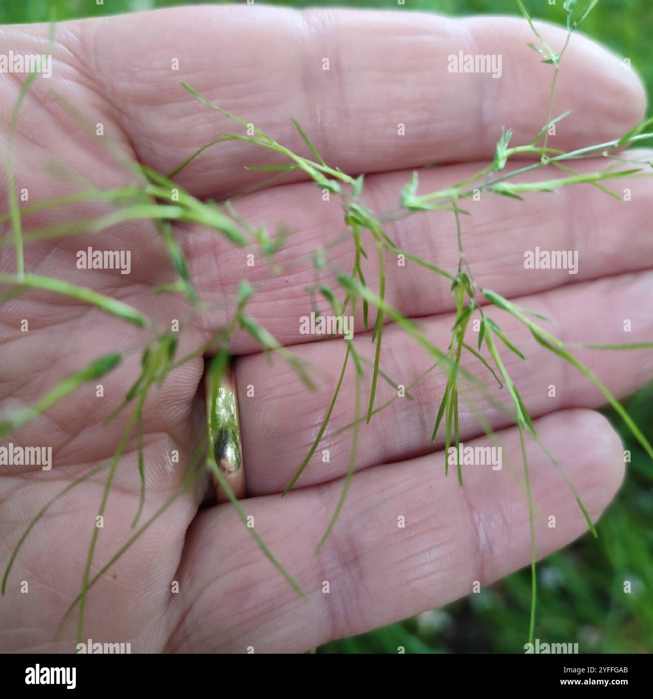 Bulbous Bluegrass (Poa bulbosa Stock Photo - Alamy