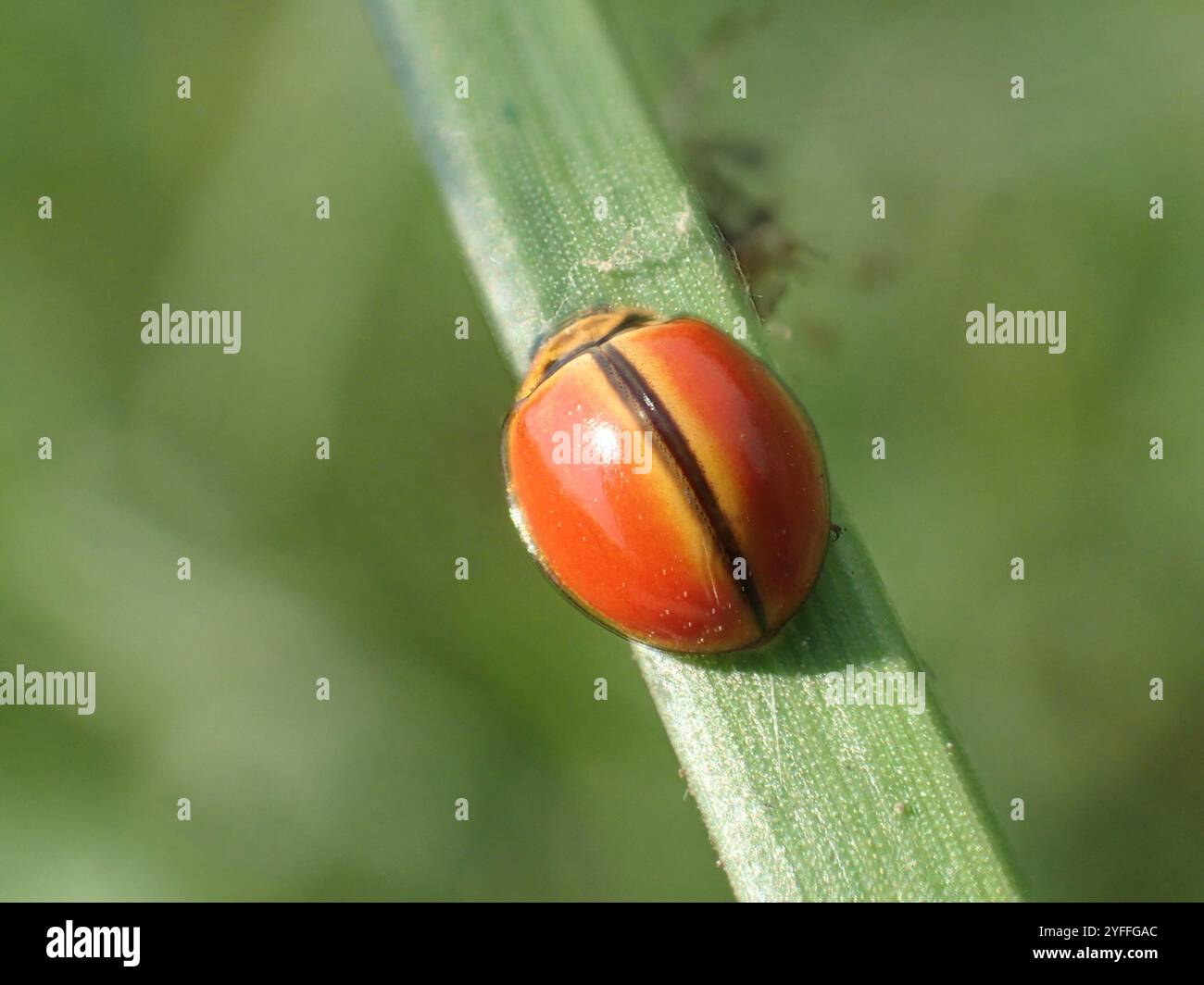 Micraspis hi-res stock photography and images - Alamy