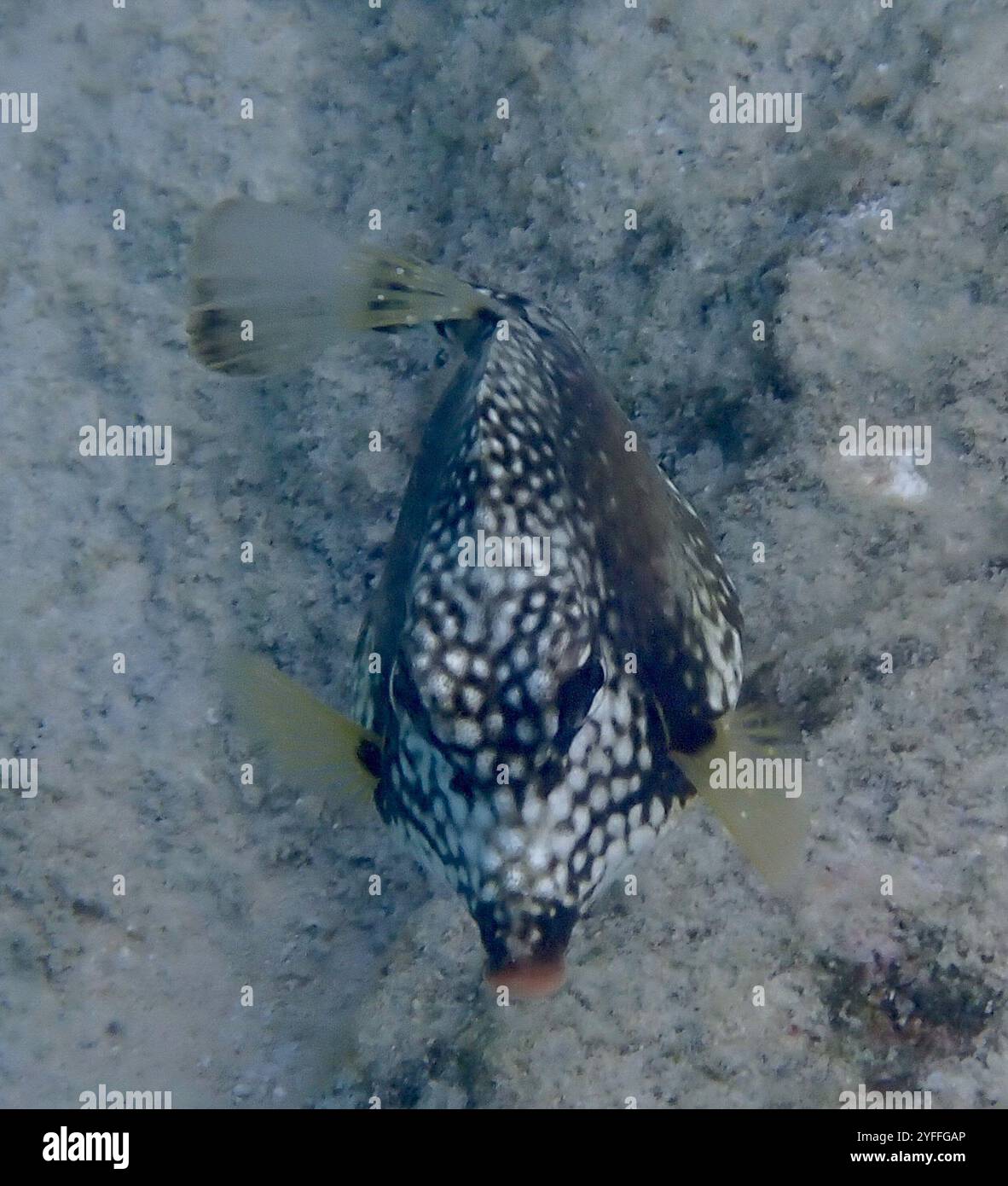 Smooth Trunkfish (Lactophrys triqueter Stock Photo - Alamy
