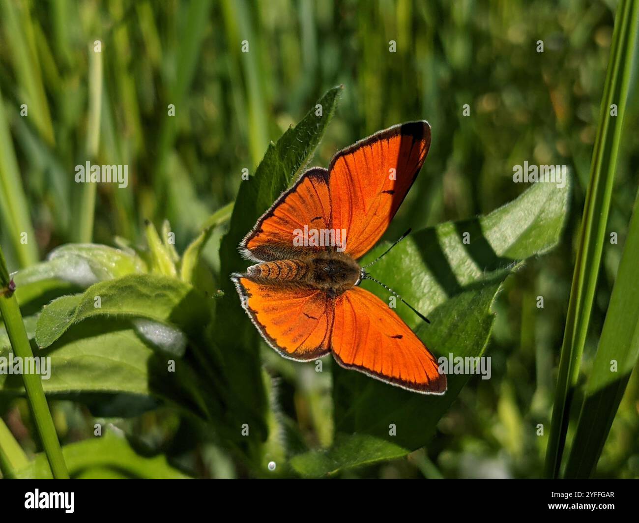 Large Copper (Lycaena dispar Stock Photo - Alamy