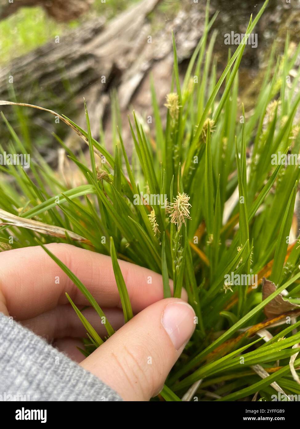 Carex sect. Paniceae (Paniceae Stock Photo - Alamy