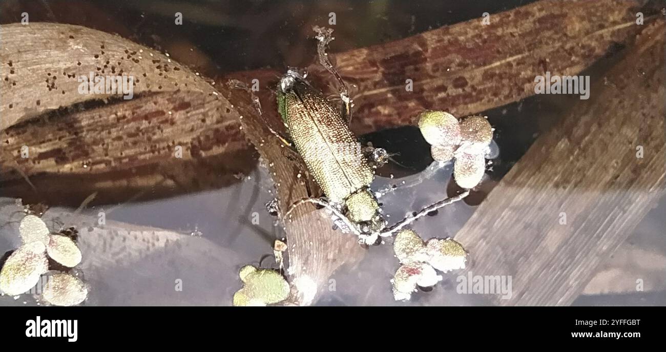 True reed beetles (Donacocia Stock Photo - Alamy