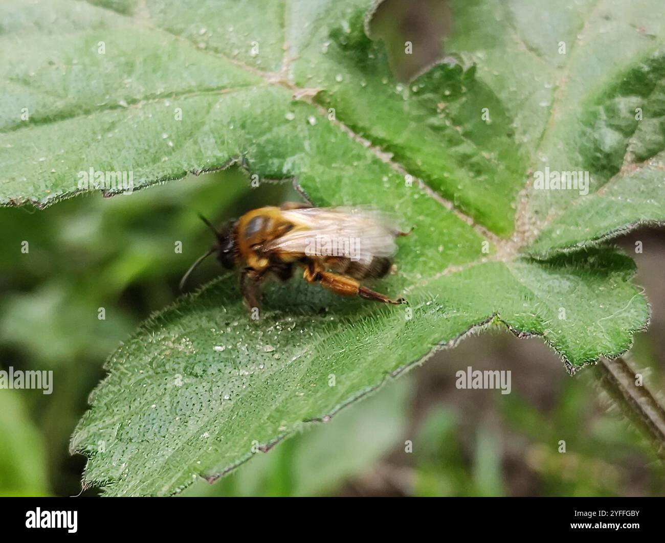 Buffish hi-res stock photography and images - Alamy