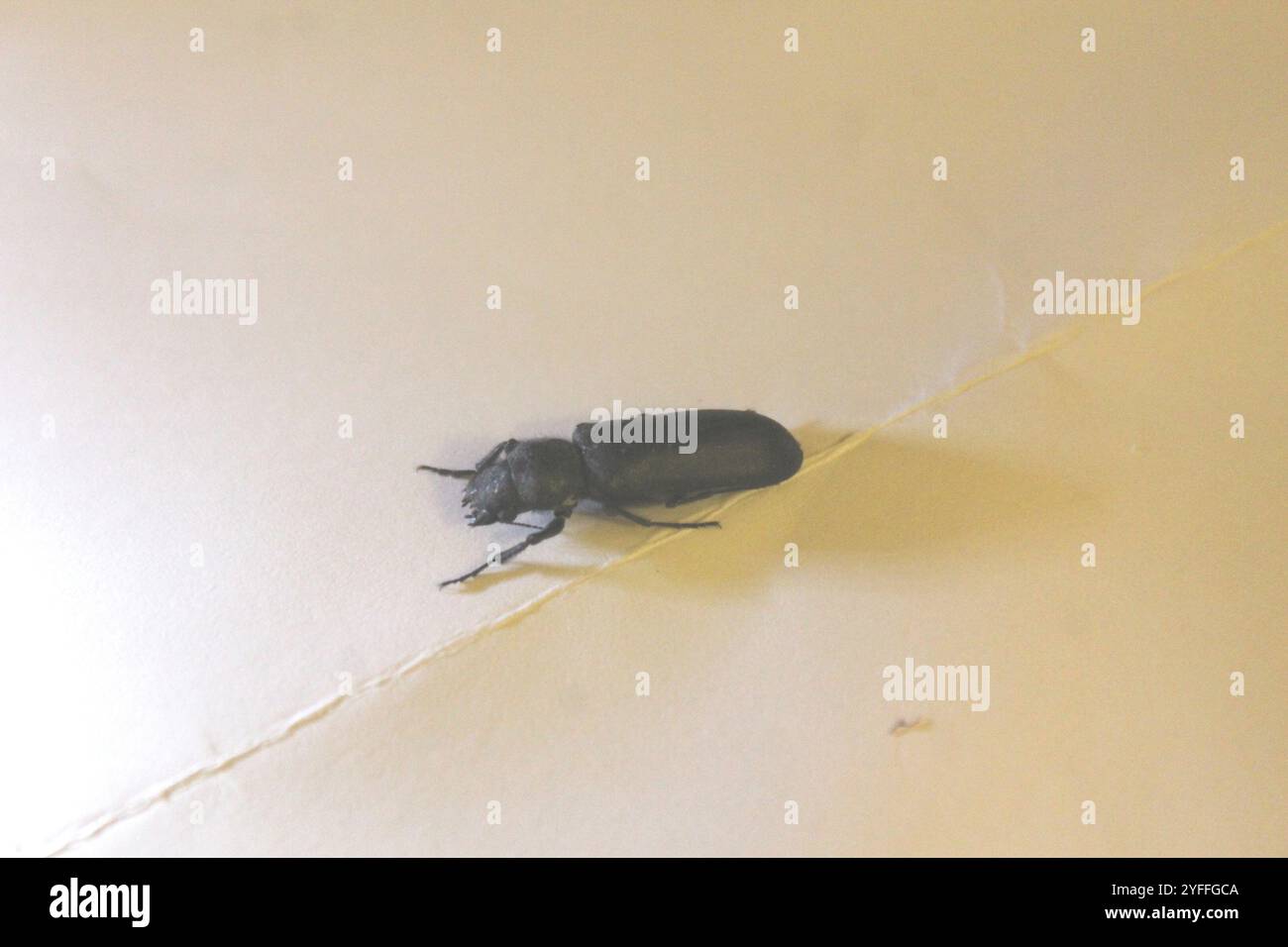Water, Rove, Scarab, Long-horned, Leaf, and Snout Beetles (Polyphaga ...