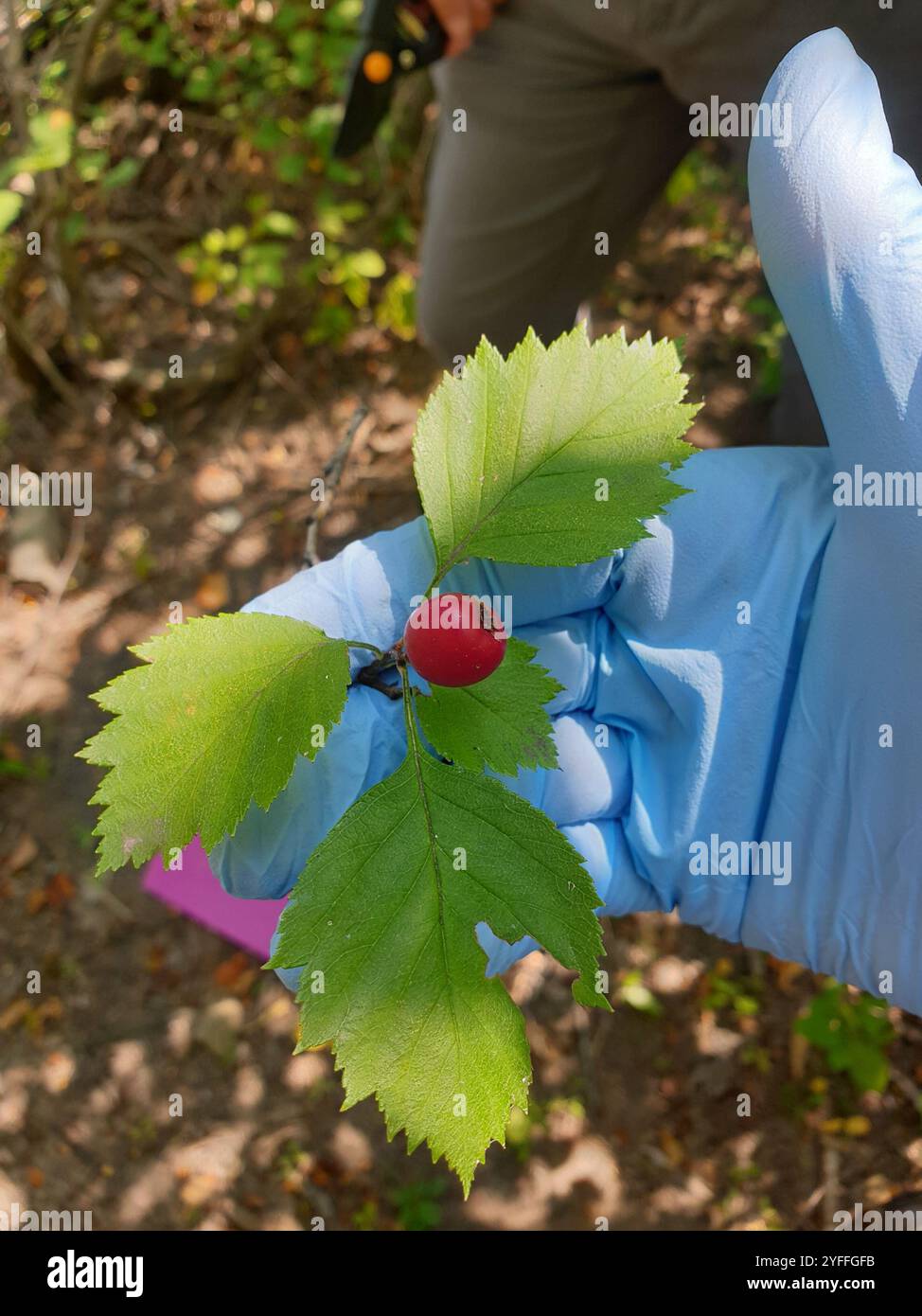 (Crataegus flabellata flabellata Stock Photo - Alamy