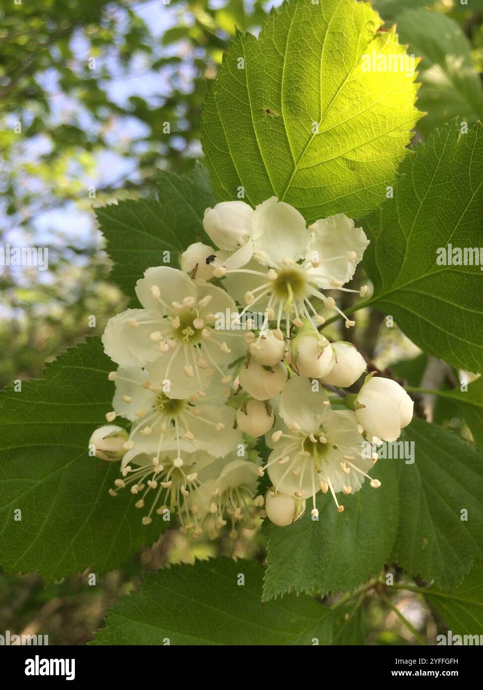 Brainerds hi-res stock photography and images - Alamy