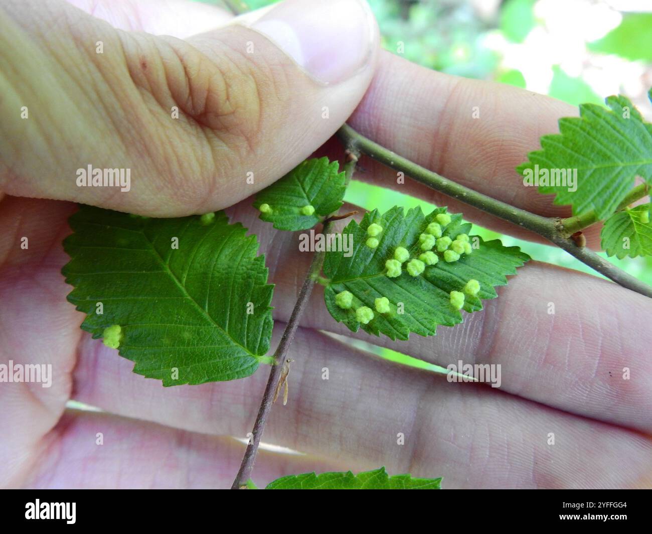 Gall and Rust Mites (Eriophyidae Stock Photo - Alamy