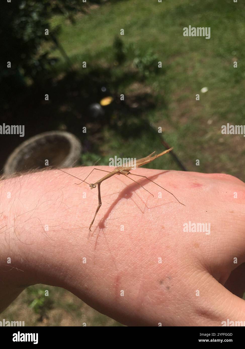 American Grass Mantis (Thesprotia graminis Stock Photo - Alamy