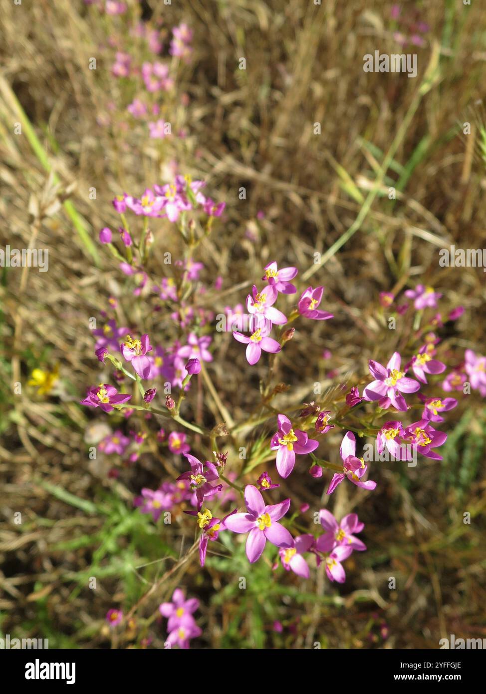 Common centaury (Centaurium erythraea Stock Photo - Alamy