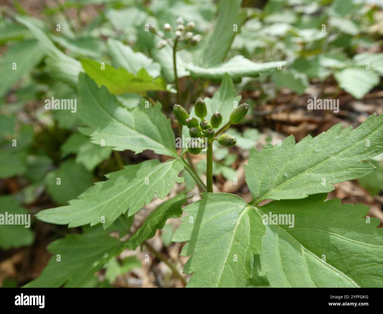 Two-leaved Toothwort (Cardamine diphylla Stock Photo - Alamy