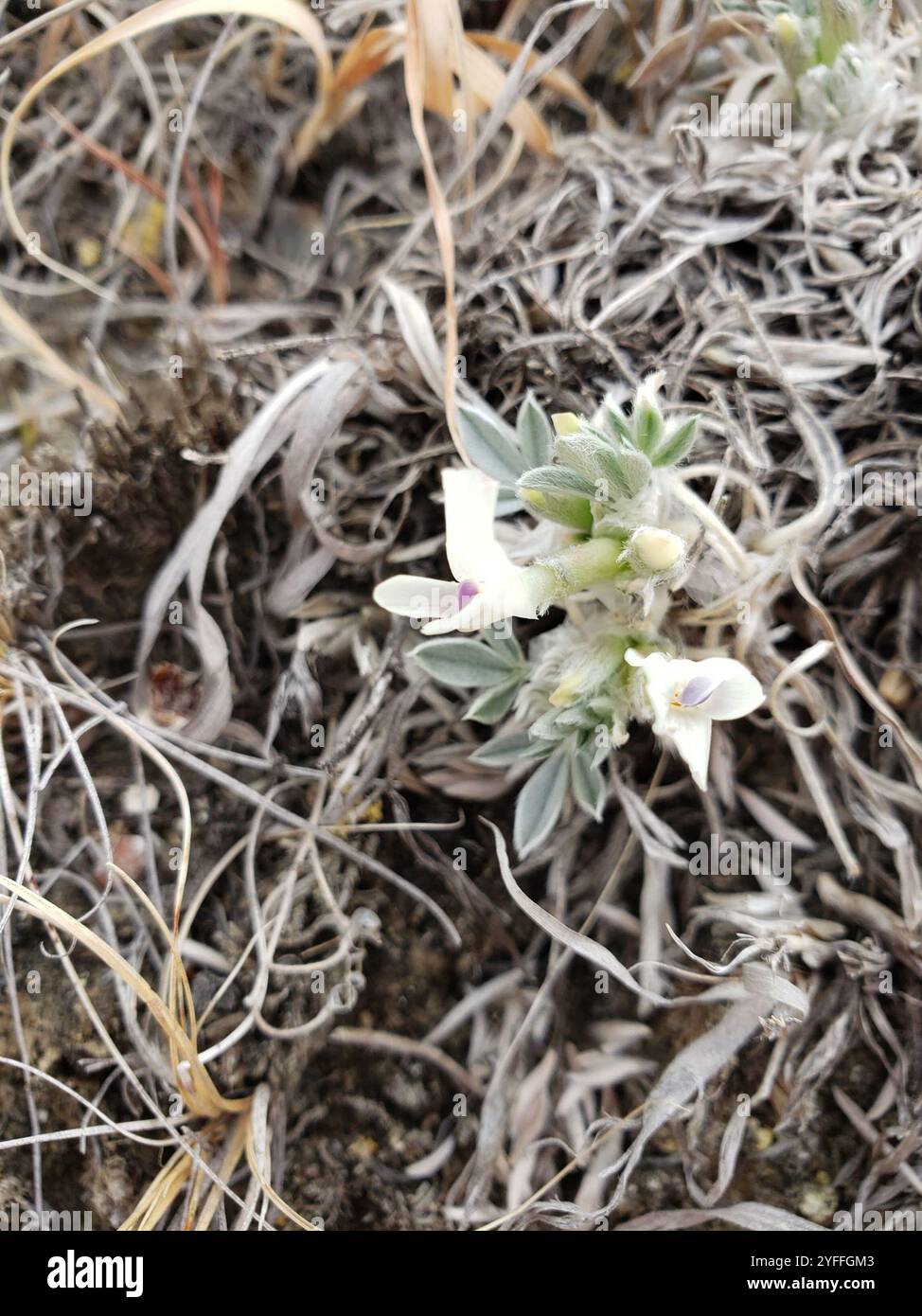 Threeleaf Milkvetch (Astragalus gilviflorus Stock Photo - Alamy