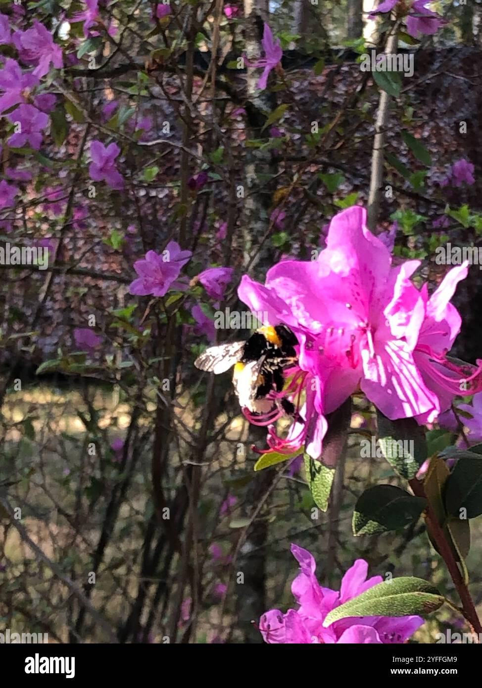 White-tailed Bumble Bee (Bombus lucorum Stock Photo - Alamy