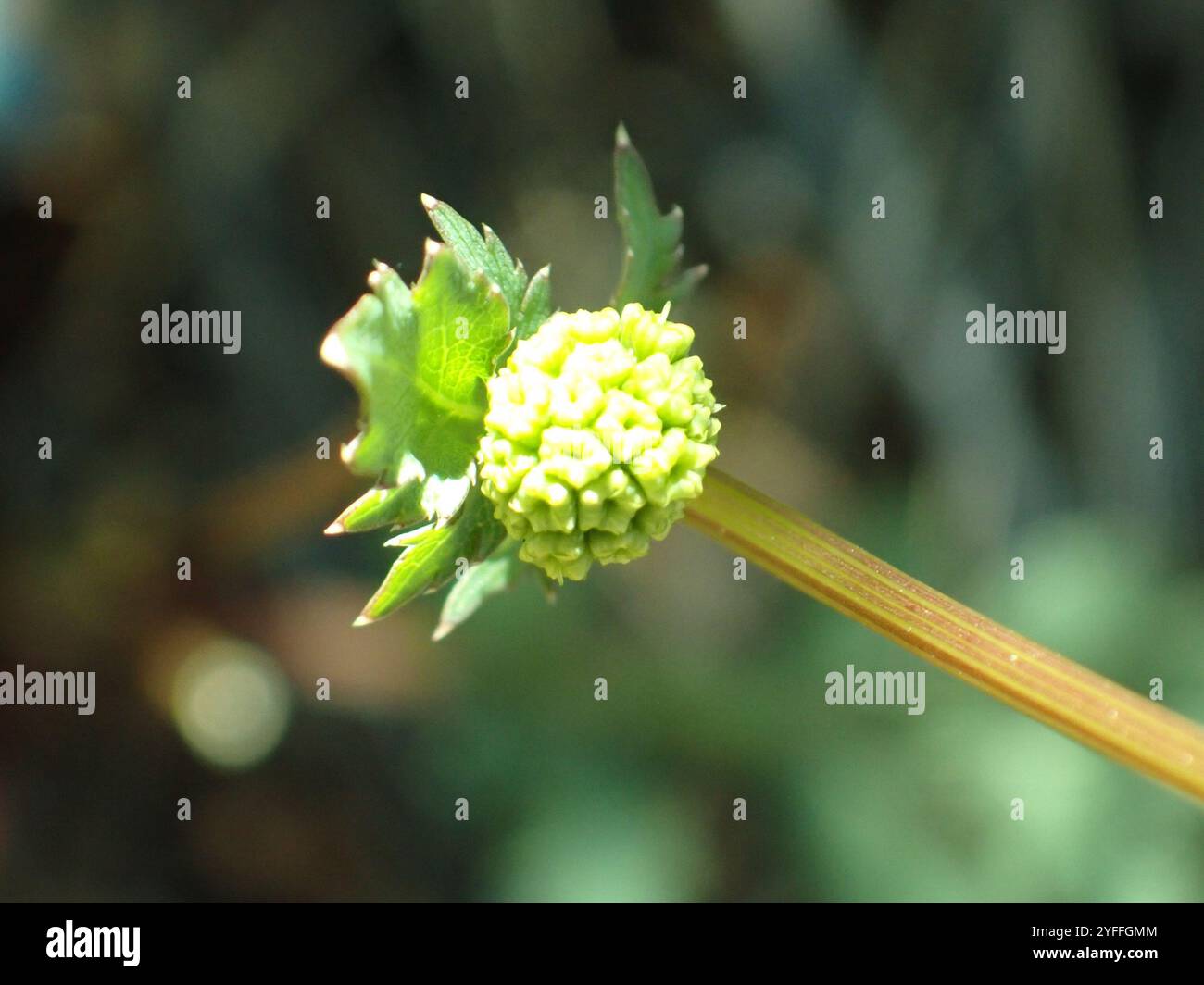 Purple Sanicle (Sanicula bipinnatifida Stock Photo - Alamy