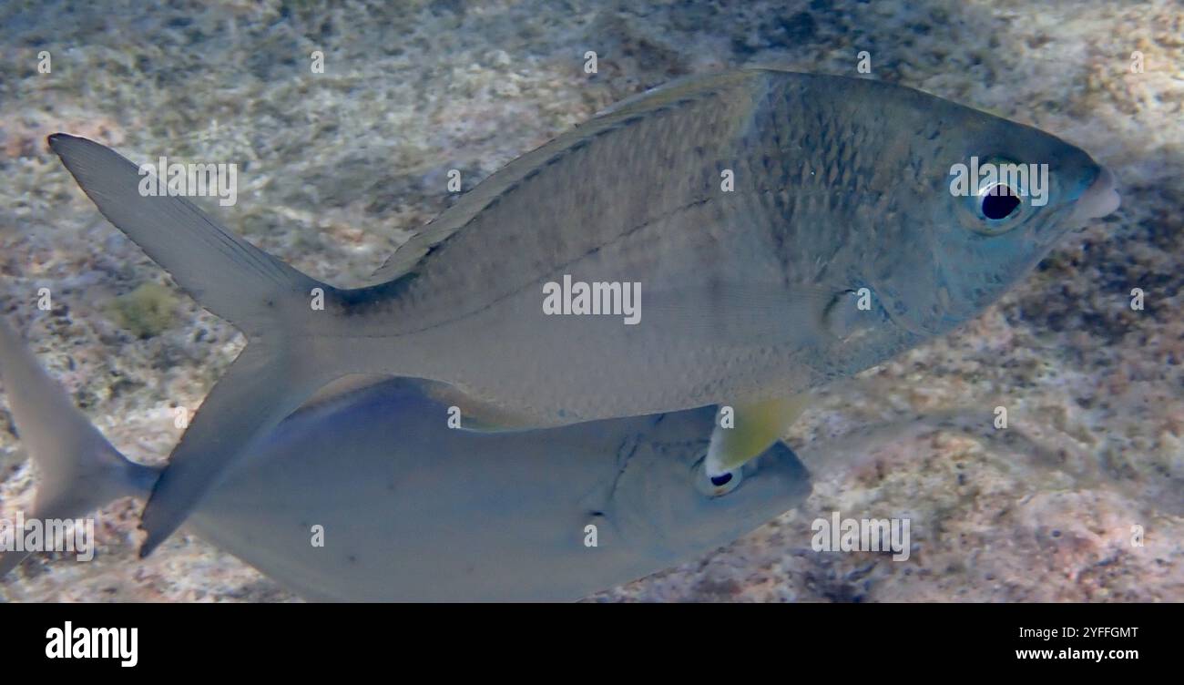 Yellowfin Mojarra (Gerres cinereus Stock Photo - Alamy