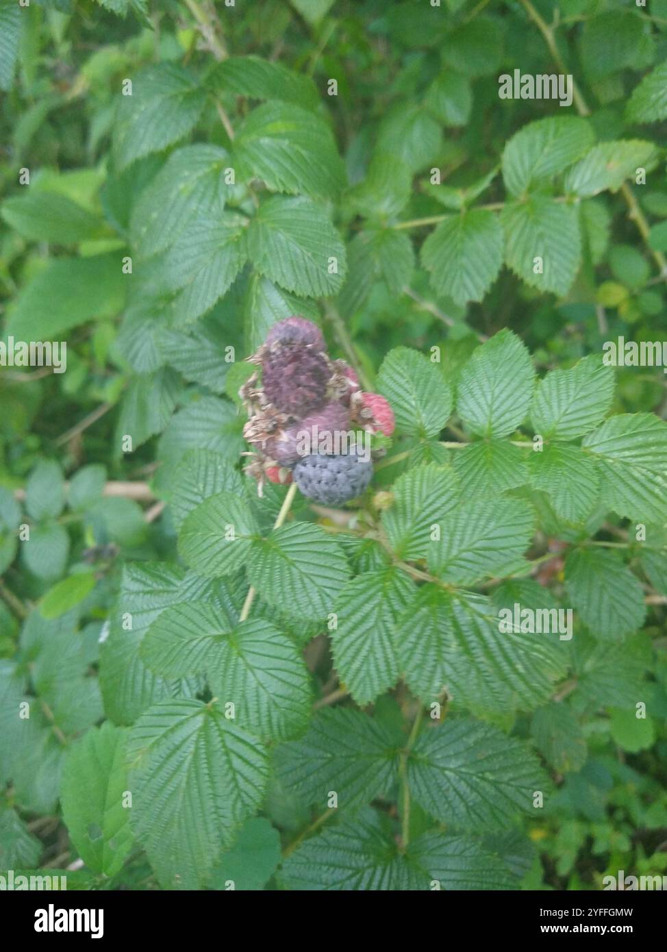 Ceylon Raspberry (Rubus niveus Stock Photo - Alamy