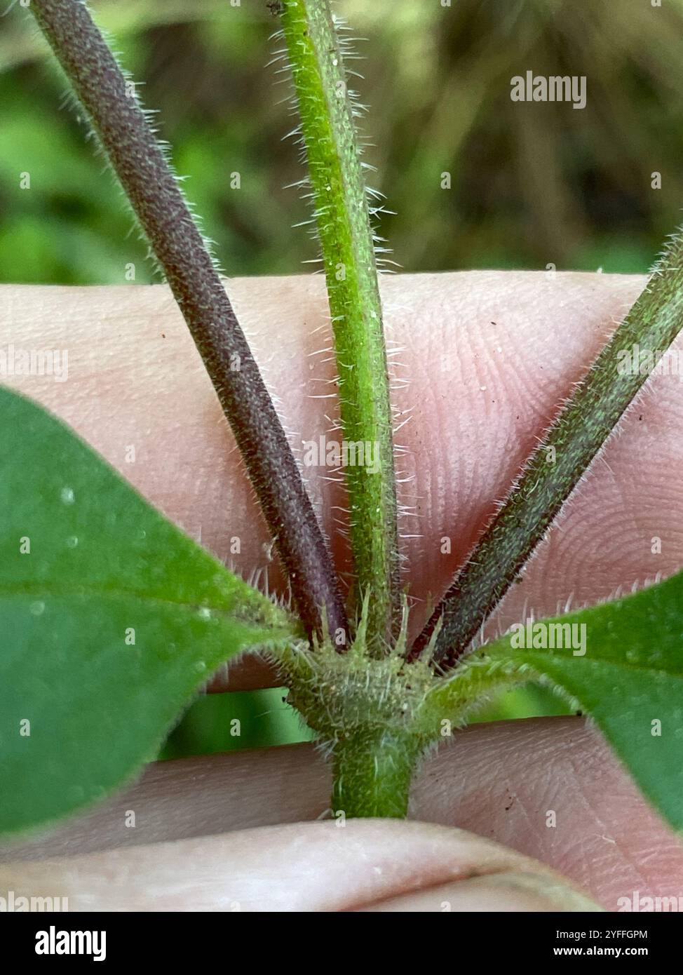 Florida Pusley (Richardia scabra Stock Photo - Alamy
