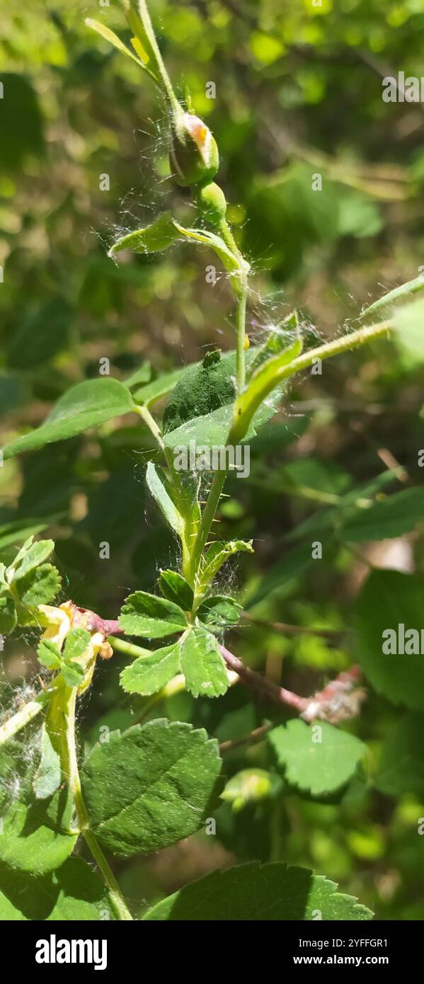 Prickly Wild Rose (Rosa acicularis Stock Photo - Alamy