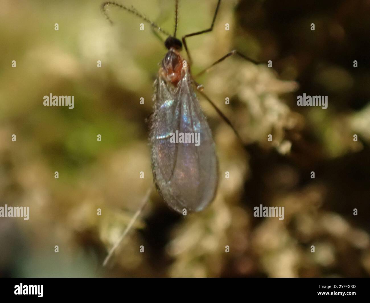Gall and Forest Midges (Cecidomyiidae Stock Photo - Alamy