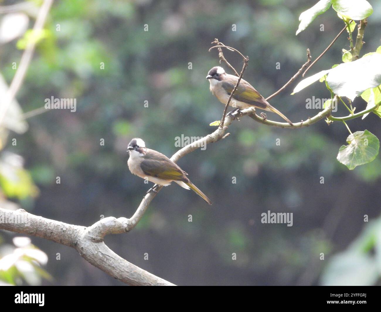 Light-vented Bulbul (Pycnonotus sinensis Stock Photo - Alamy