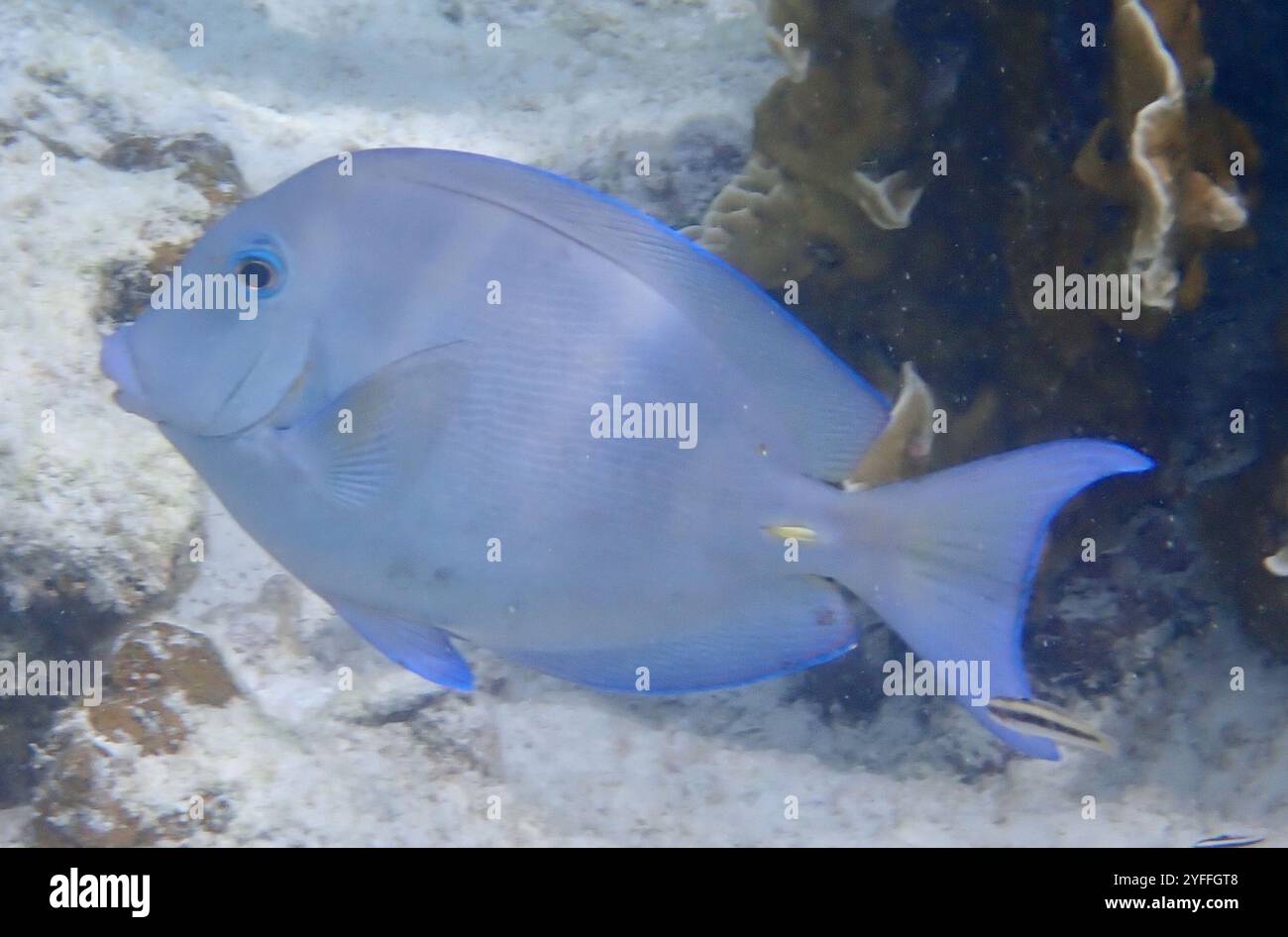 Atlantic Blue Tang (Acanthurus coeruleus Stock Photo - Alamy
