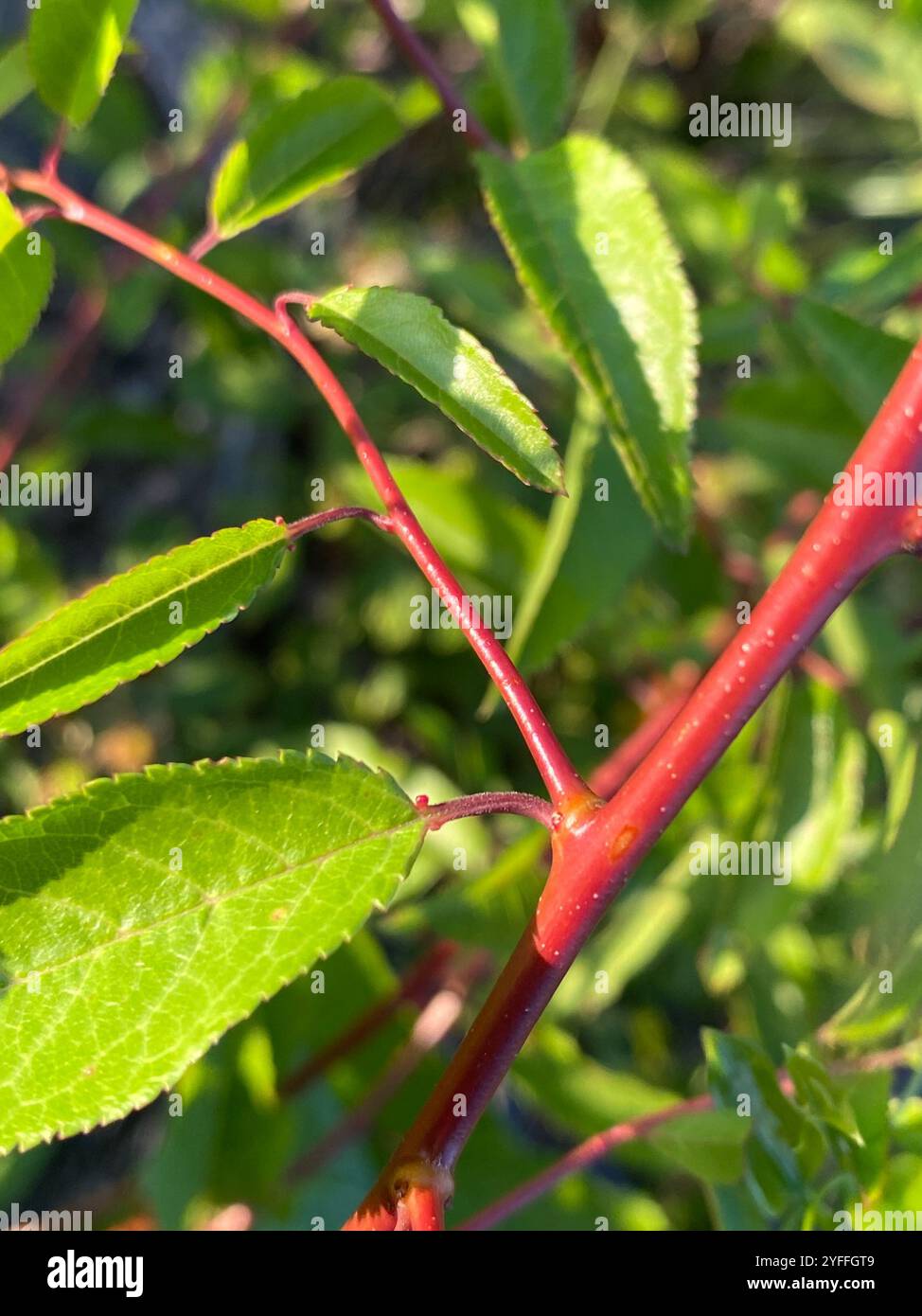 Chickasaw plum (Prunus angustifolia Stock Photo - Alamy