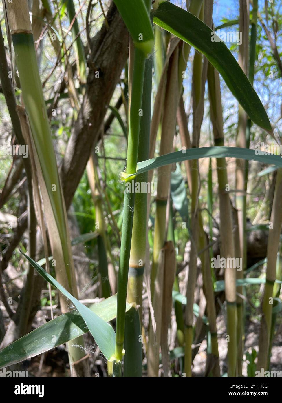 giant reed (Arundo donax Stock Photo - Alamy