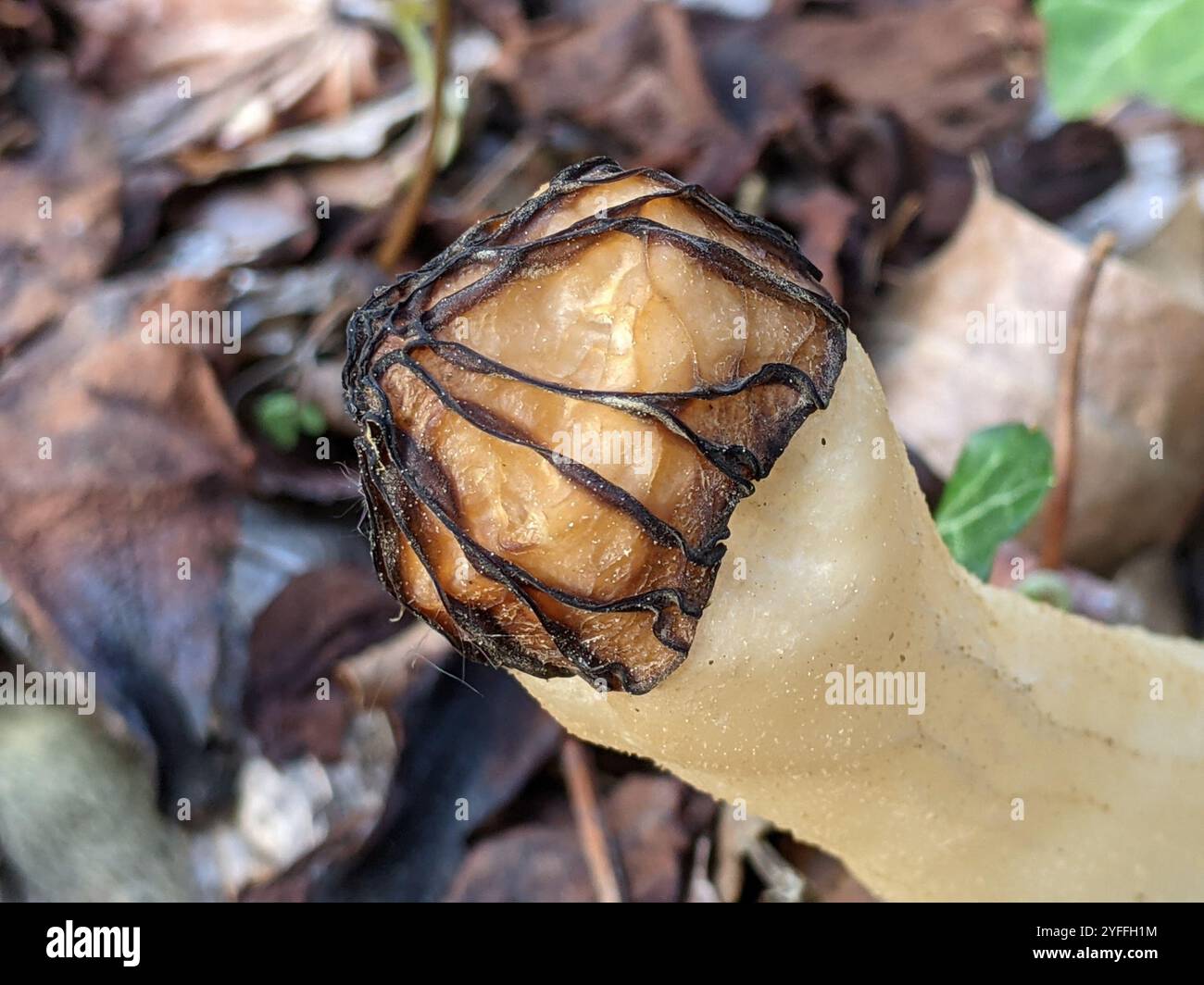 Half-free Morel (Morchella punctipes Stock Photo - Alamy