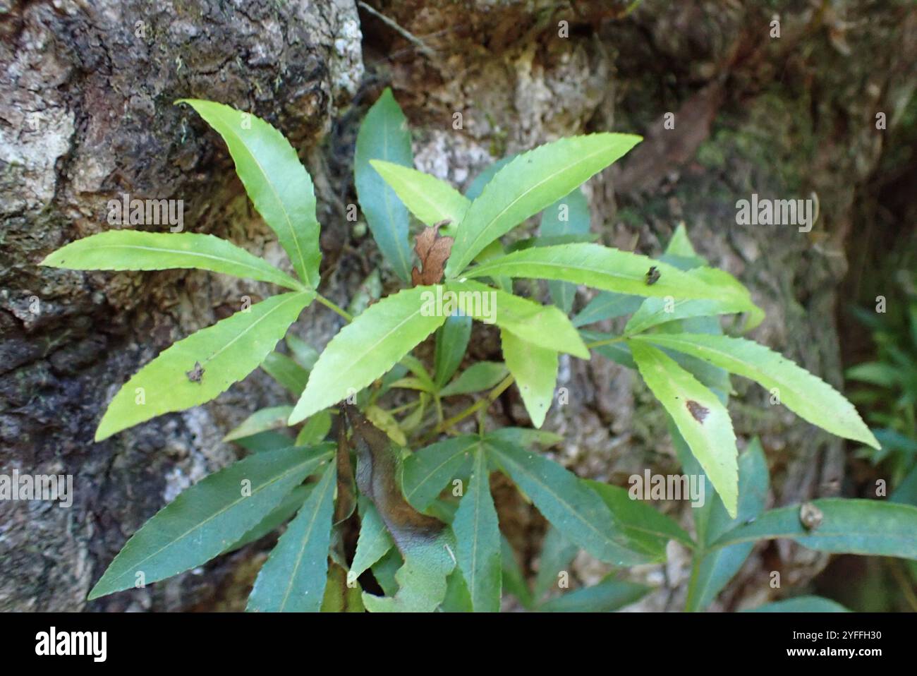 Witels (Platylophus trifoliatus Stock Photo - Alamy