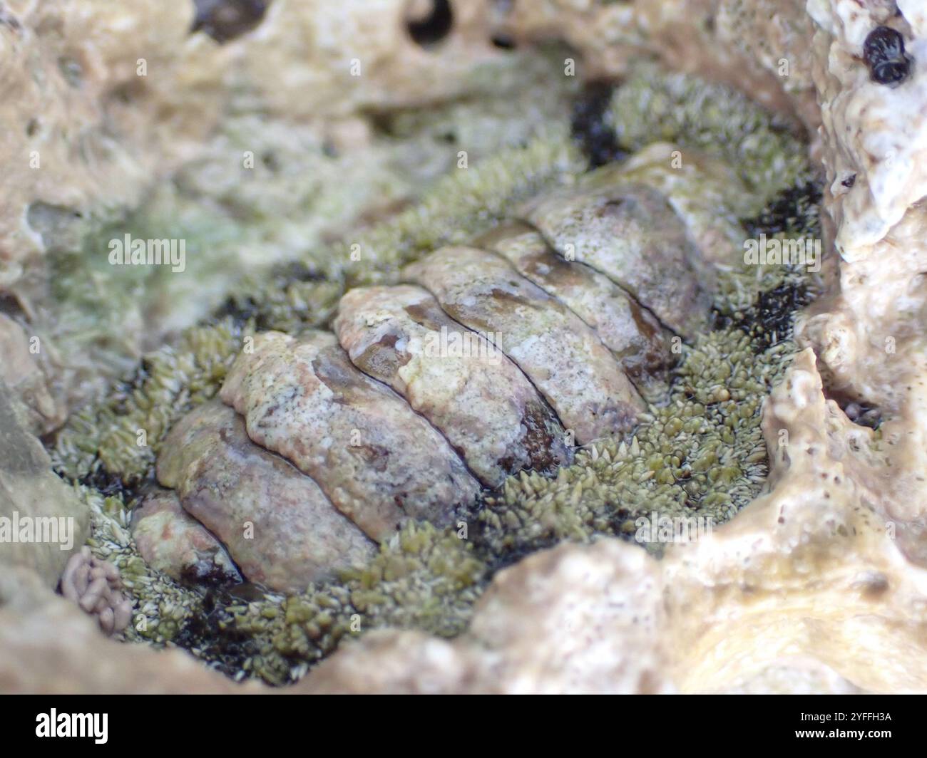 West Indian Fuzzy Chiton (Acanthopleura granulata Stock Photo - Alamy