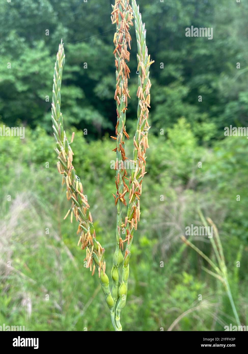 eastern gamagrass (Tripsacum dactyloides Stock Photo - Alamy