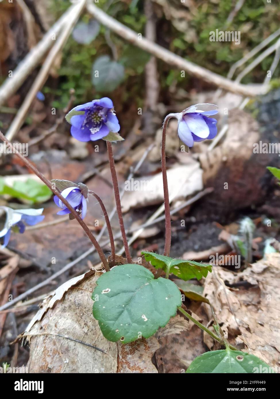 Liverleaf (Hepatica nobilis Stock Photo - Alamy