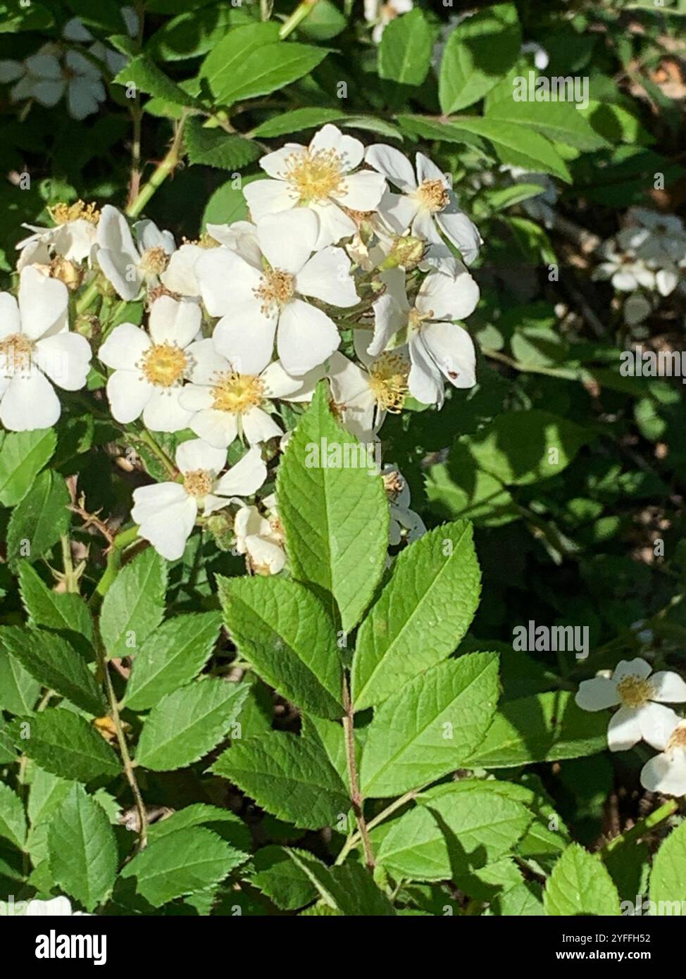 multiflora rose (Rosa multiflora Stock Photo - Alamy