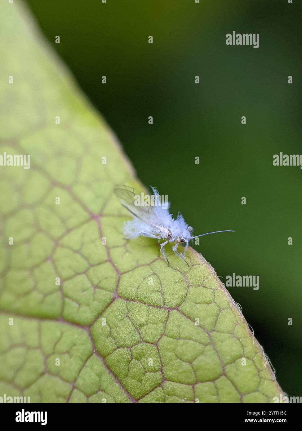 Phyllaphis fagi hi-res stock photography and images - Alamy