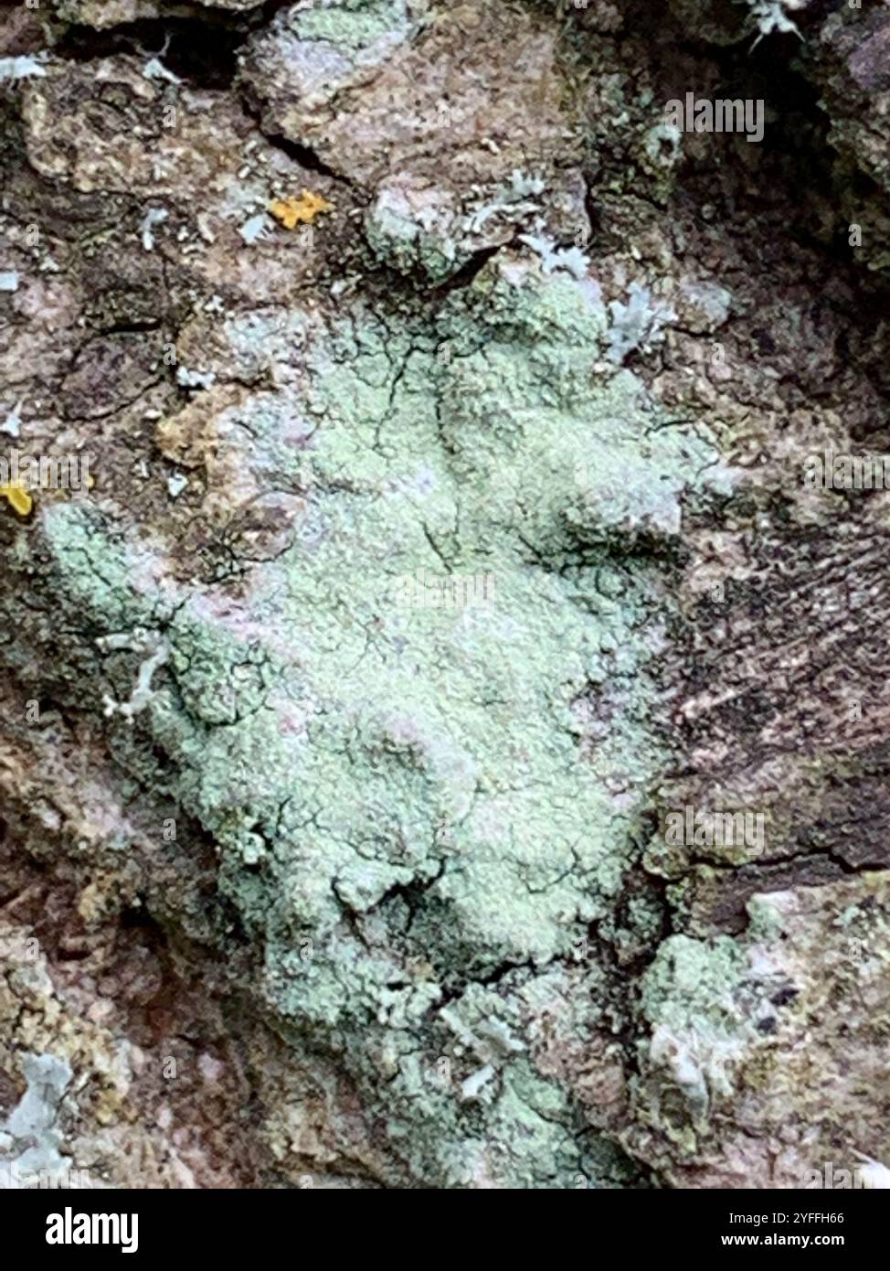 Common Dust Lichen (Lepraria incana Stock Photo - Alamy