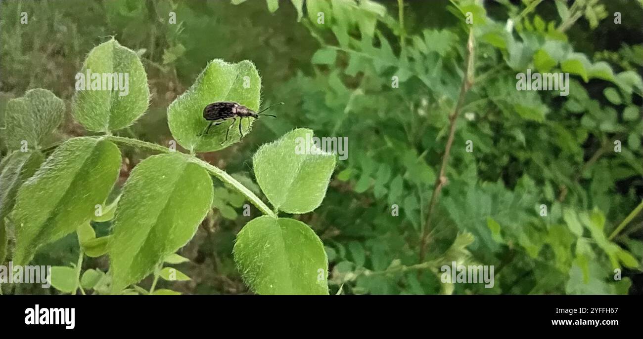 Common Leaf Weevil (Phyllobius pyri Stock Photo - Alamy
