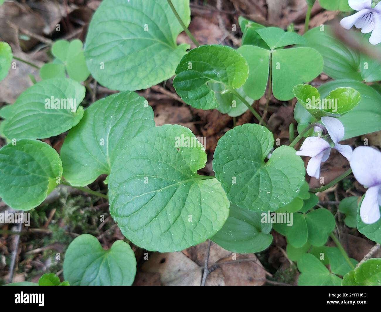 alpine marsh violet (Viola palustris Stock Photo - Alamy