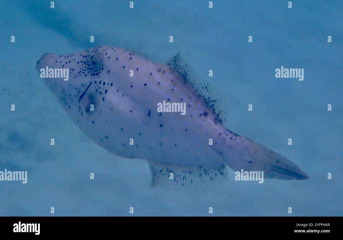 Scrawled Filefish (Aluterus scriptus Stock Photo - Alamy