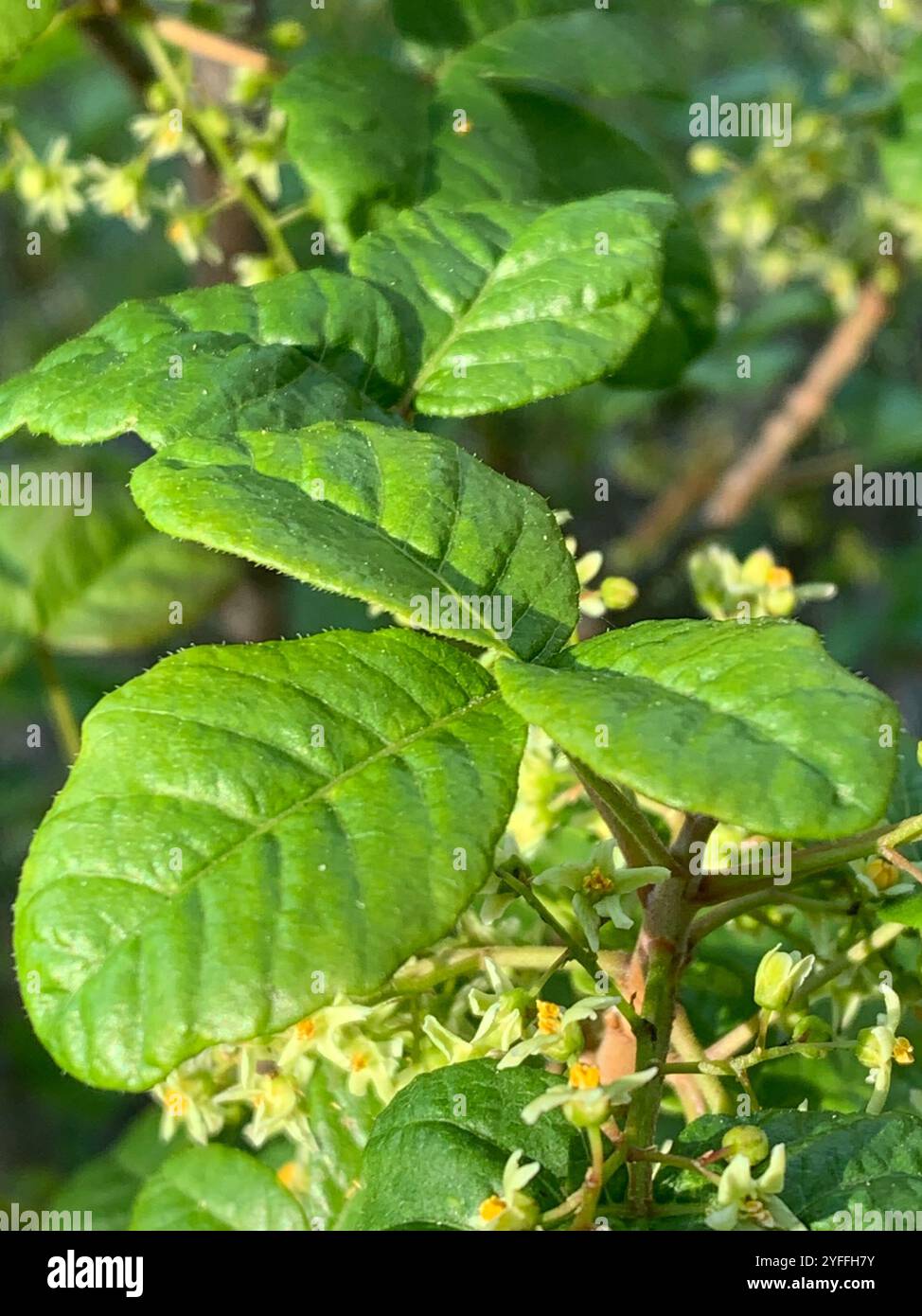 Pacific poison oak (Toxicodendron diversilobum Stock Photo - Alamy
