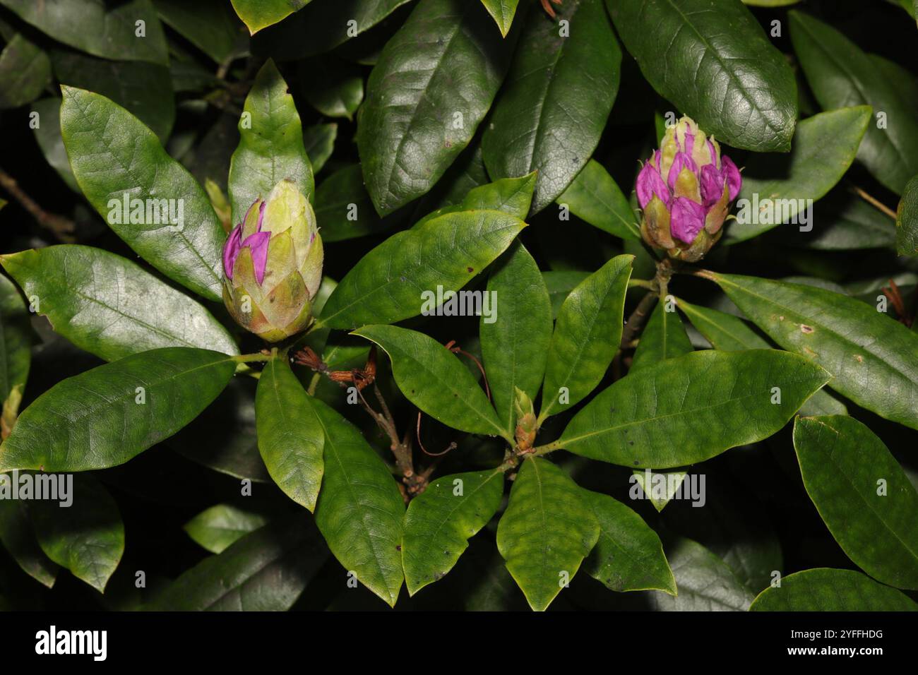 Common Rhododendron (Rhododendron ponticum Stock Photo - Alamy