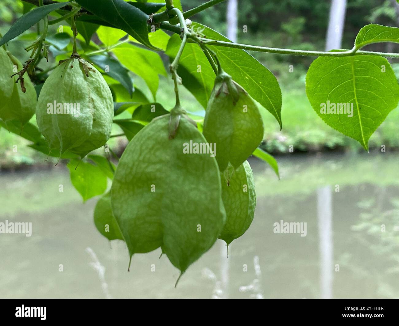 American bladdernut (Staphylea trifolia Stock Photo - Alamy