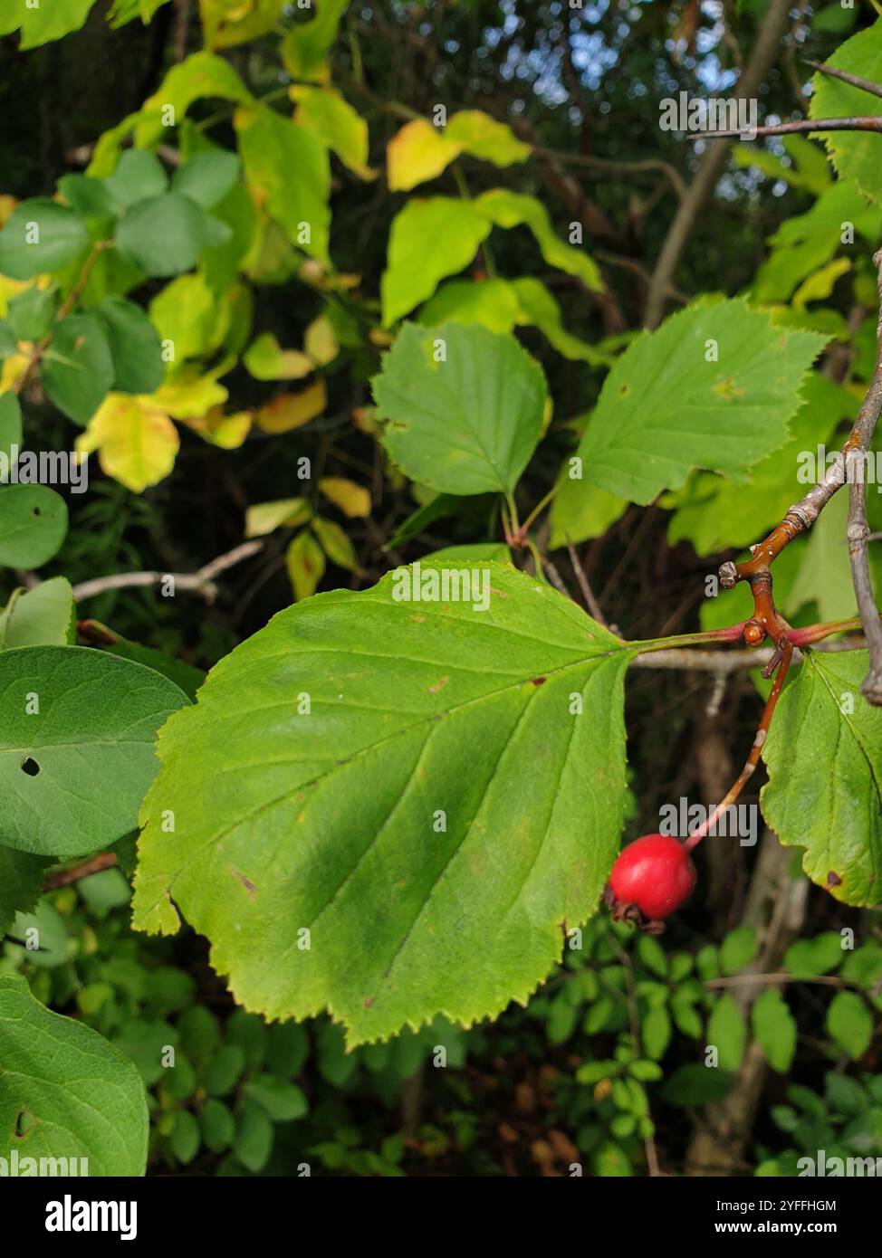 Brainerds hi-res stock photography and images - Alamy