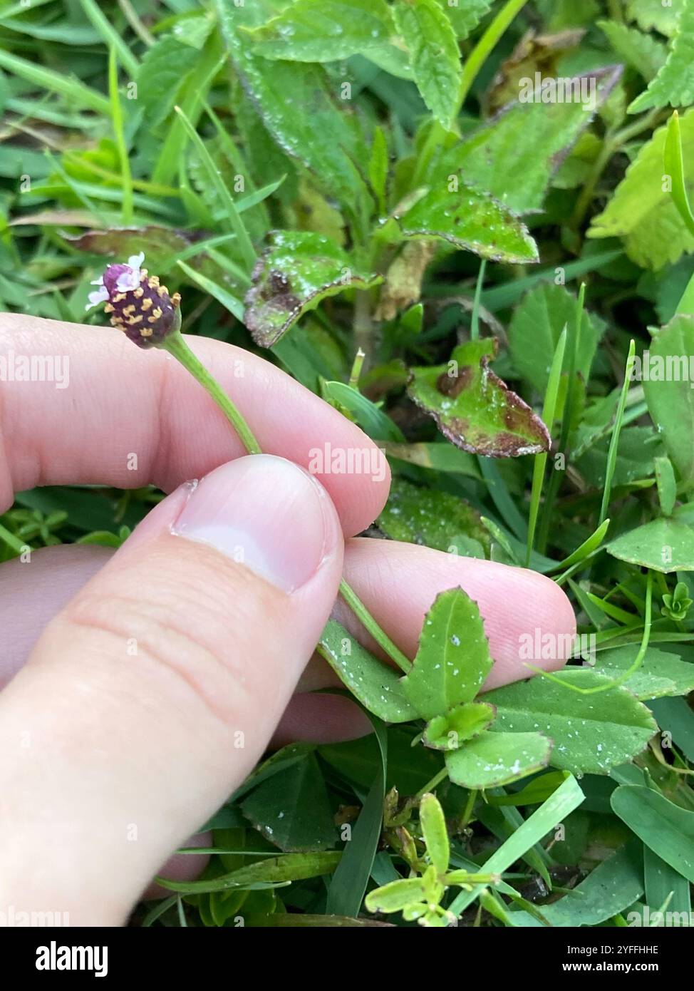 turkey tangle frogfruit (Phyla nodiflora Stock Photo - Alamy