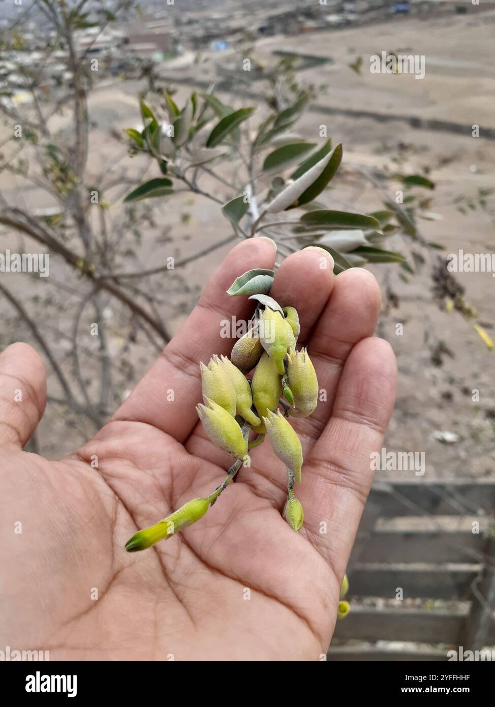 tree tobacco (Nicotiana glauca Stock Photo - Alamy